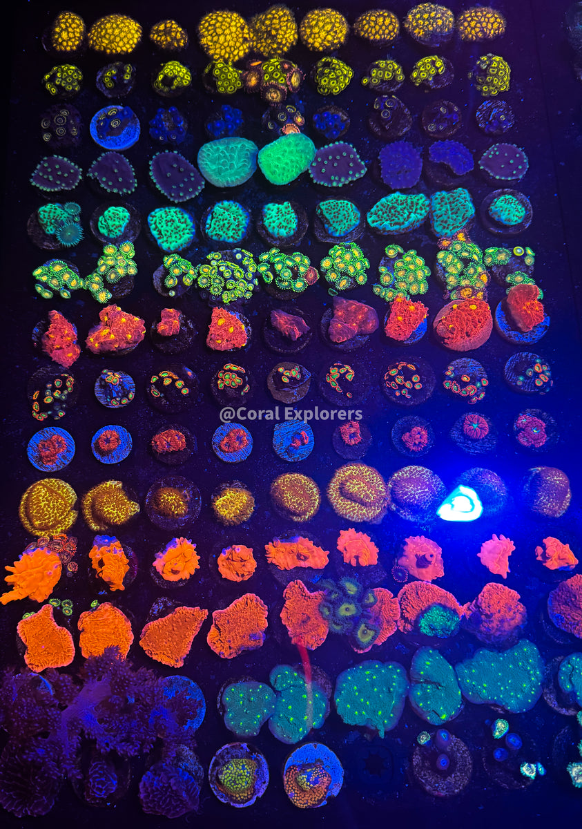 7x Coral Frag Pack Zoanthid Zoas GSP Frag LPS SPS – Coral Explorers
