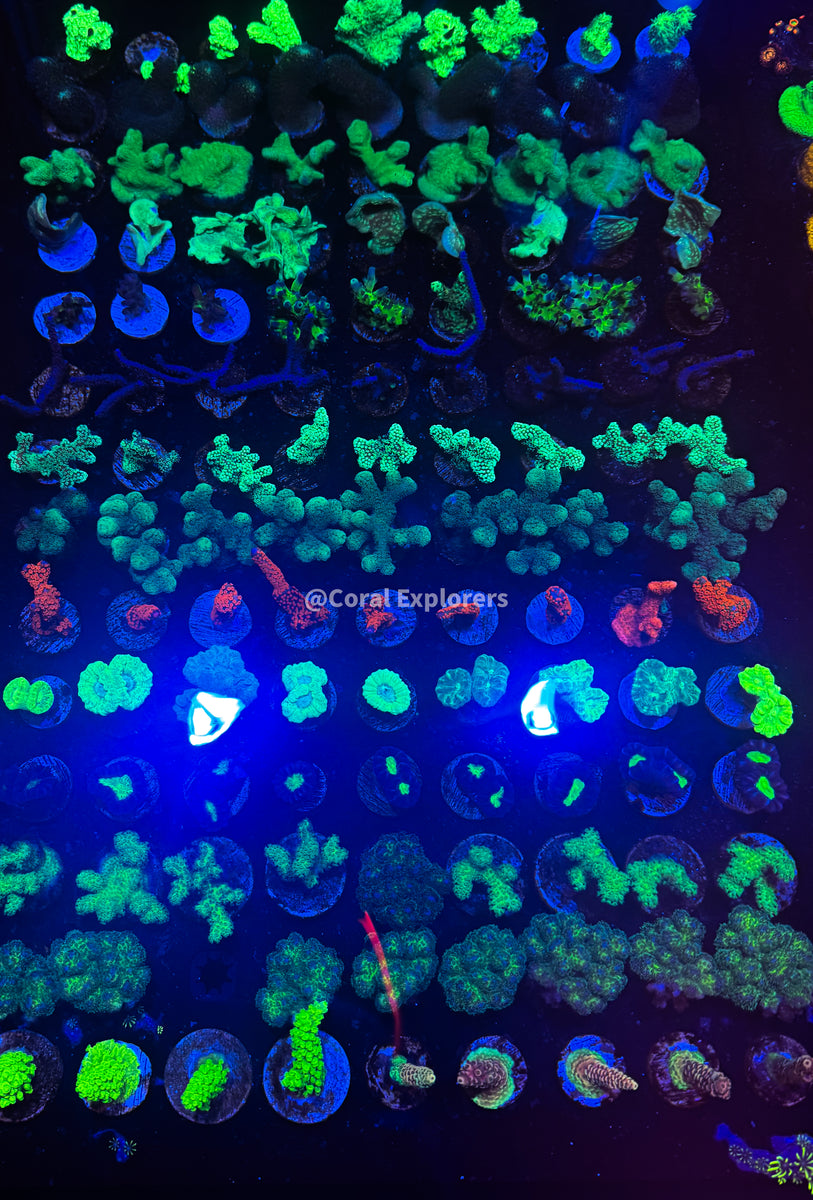 7x Coral Frag Pack Zoanthid Zoas GSP Frag LPS SPS – Coral Explorers
