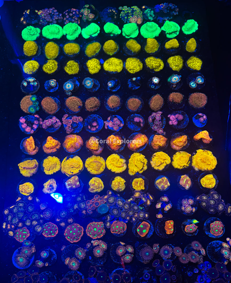 7x Coral Frag Pack Zoanthid Zoas GSP Frag LPS SPS – Coral Explorers