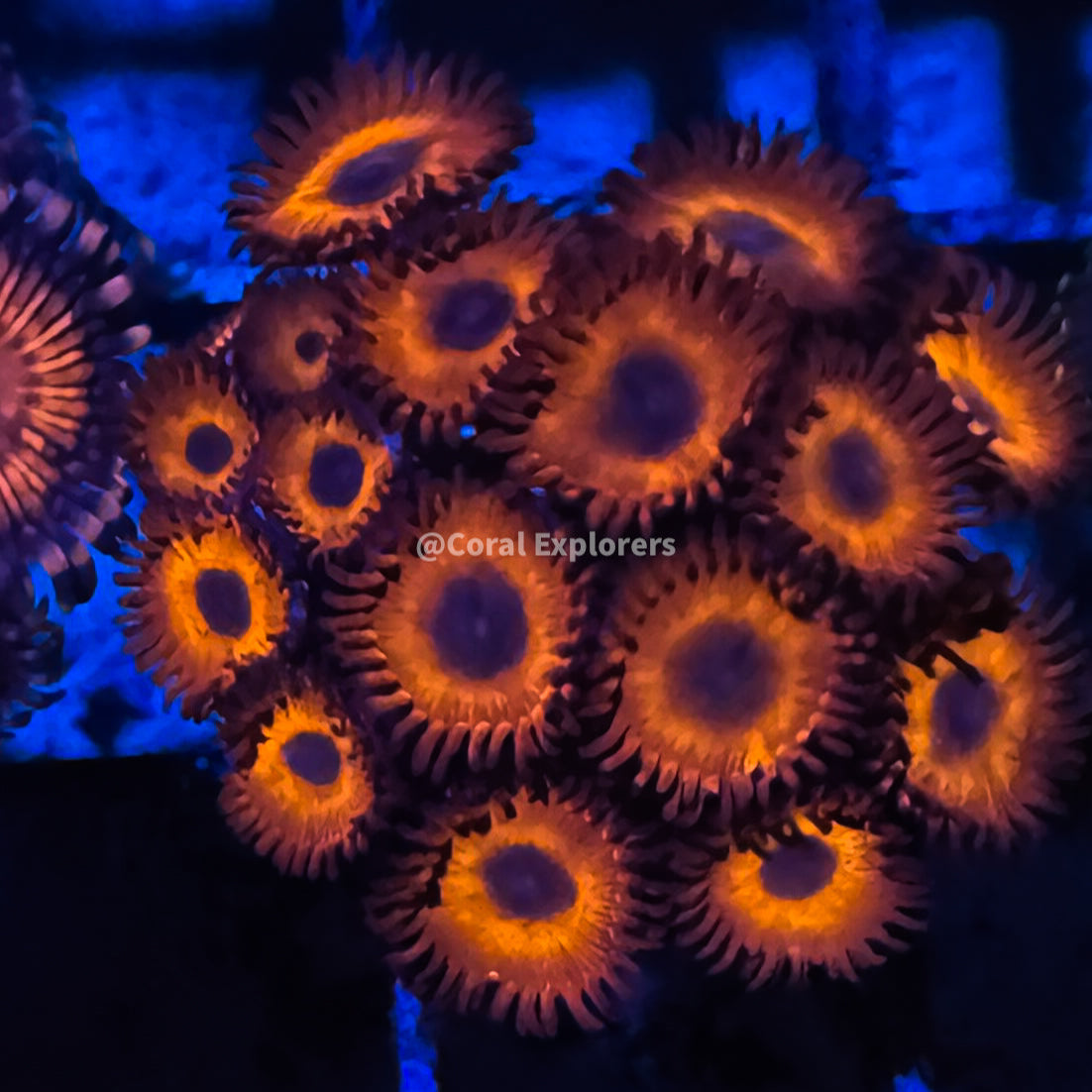 CE- WYSIWYG Kedd Red Zoa Zoanthid Frag Live Coral LPS SPS #R1GE10 ...